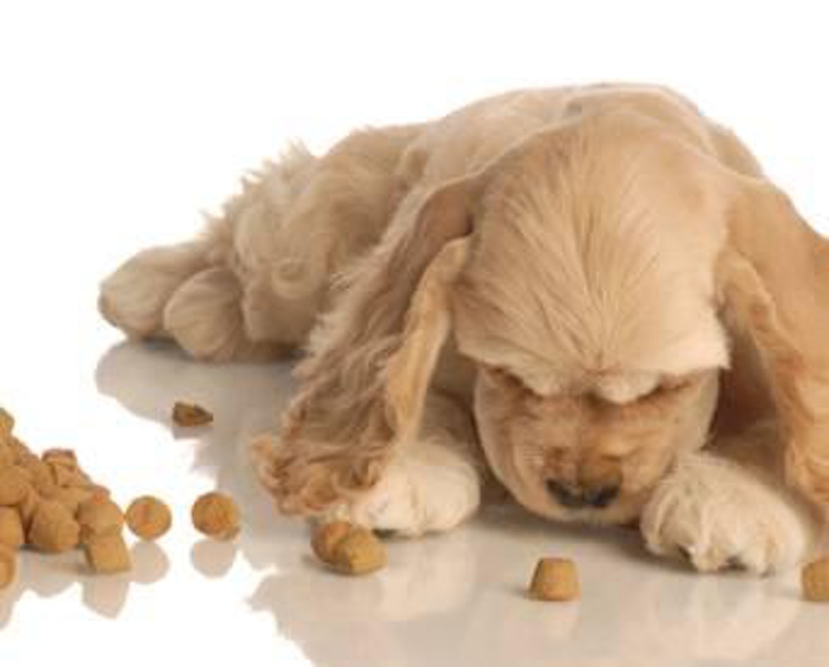 The latest research on petfood palatability | PetfoodIndustry
