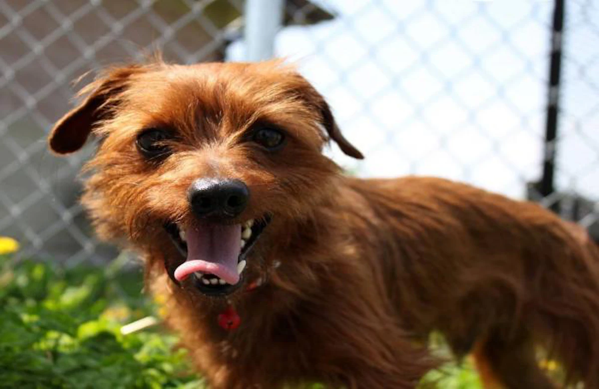 #tbt: Study shows pets need better dental care | PetfoodIndustry