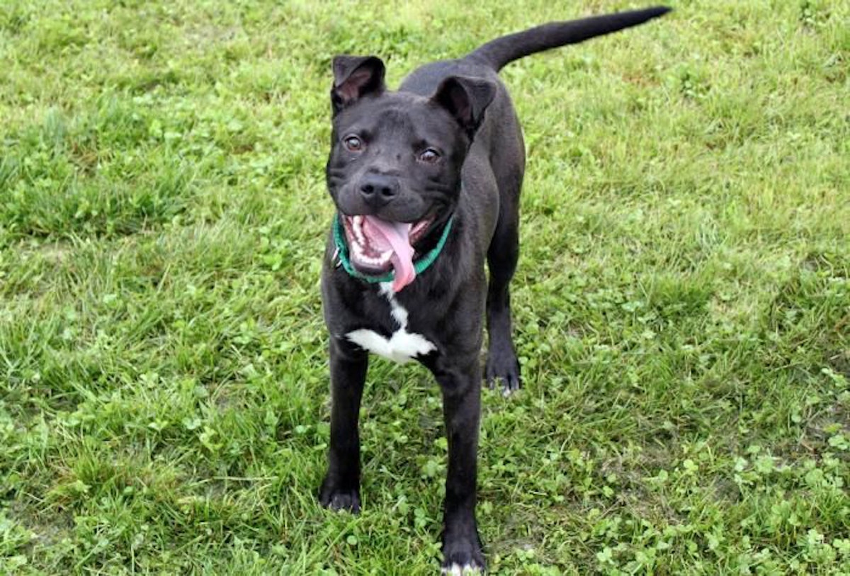 #tbt: After a decade, pet food premiumization threatened | PetfoodIndustry