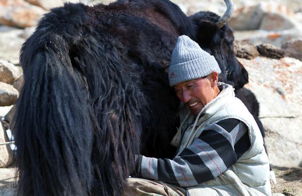 Yak milk cheese dog treats made by Himalayan villagers | PetfoodIndustry