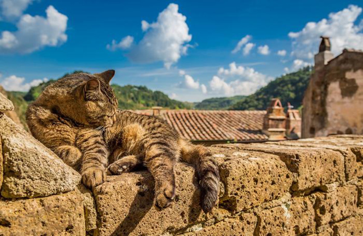 Italian pet food market up in 2020, cat food grew 5.9% | PetfoodIndustry