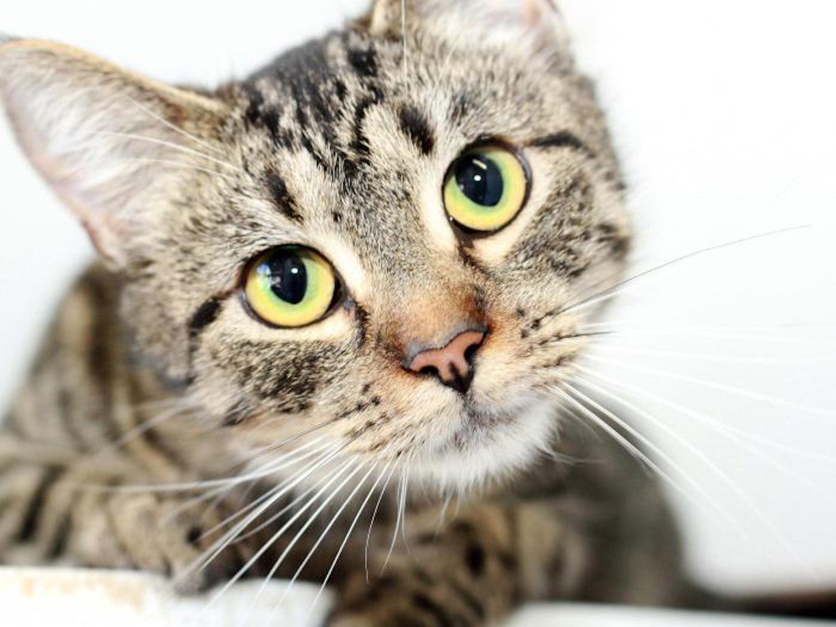 Partner in Pet Food to acquire Polish Mispol pet food | PetfoodIndustry