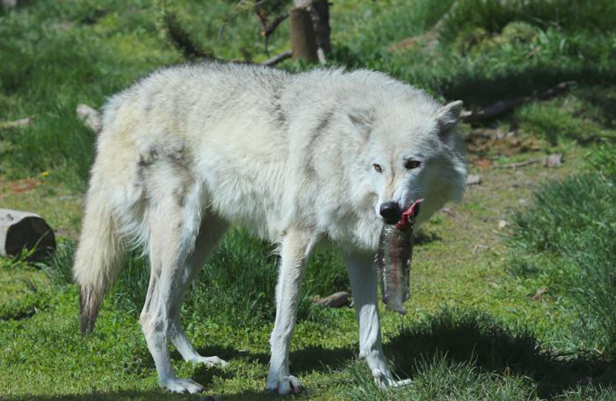 arctic wolf eating