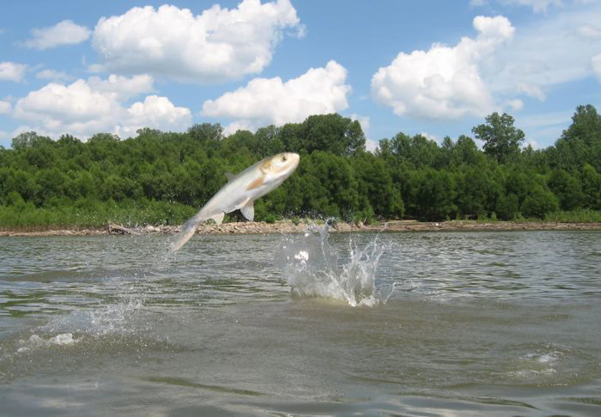 Silver carp dog foods rebrand invasive Asian carp | PetfoodIndustry