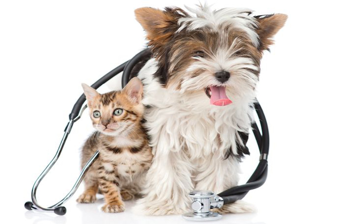 Functional pet food ingredients driving new formulations | PetfoodIndustry