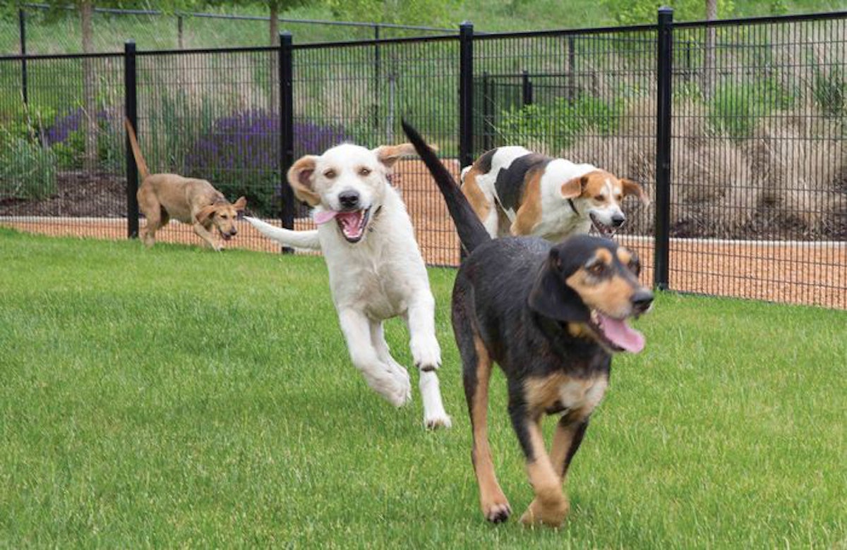 Cargill invests in AnimalBiome pet gut health company | PetfoodIndustry