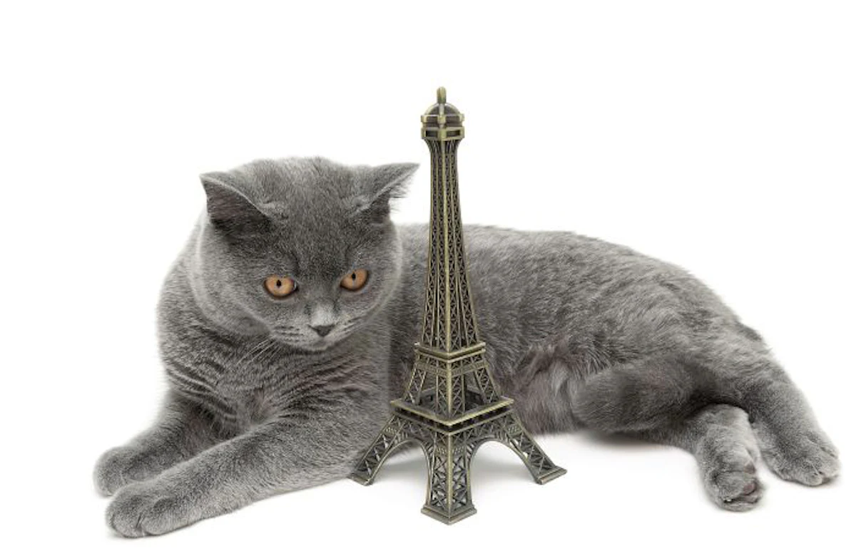 10 top European pet food companies 2019 | PetfoodIndustry