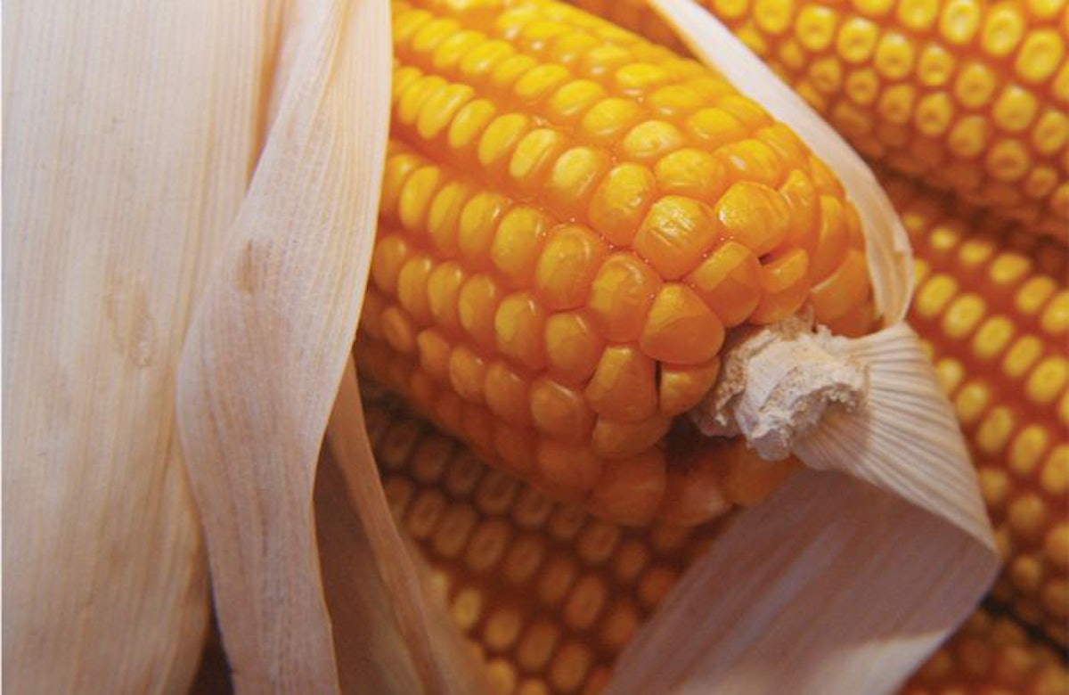 So what is 'right' about corn in pet diets? | PetfoodIndustry