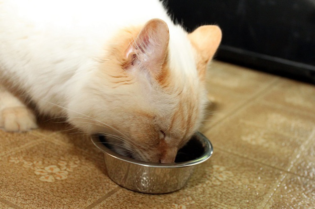 Wood-eating yeast in cat food highly palatable, digestible ...