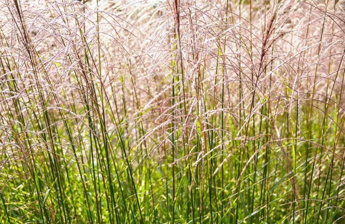 Miscanthus grass: A new fiber option for dog and cat diets ...