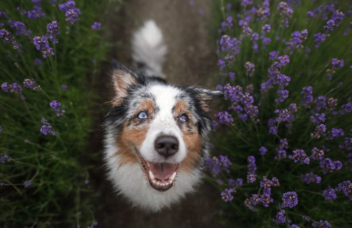 Functional pet food ingredients evolve with market demands ...