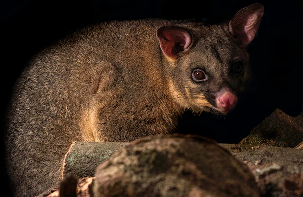 Possums in New Zealand: from pests to pet food | PetfoodIndustry