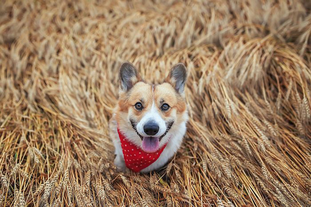 Rye grain digestible, palatable in sustainable dog food | PetfoodIndustry