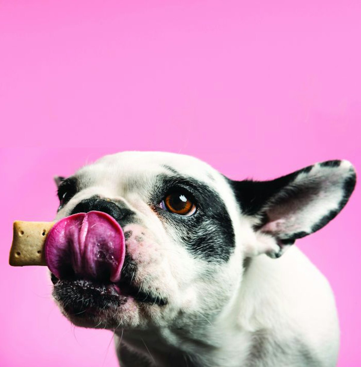 Healthy, fun, functional: New pet treats aim to please | PetfoodIndustry