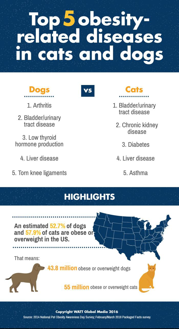 Infographic: Top 5 obesity-related problems in dogs, cats | PetfoodIndustry
