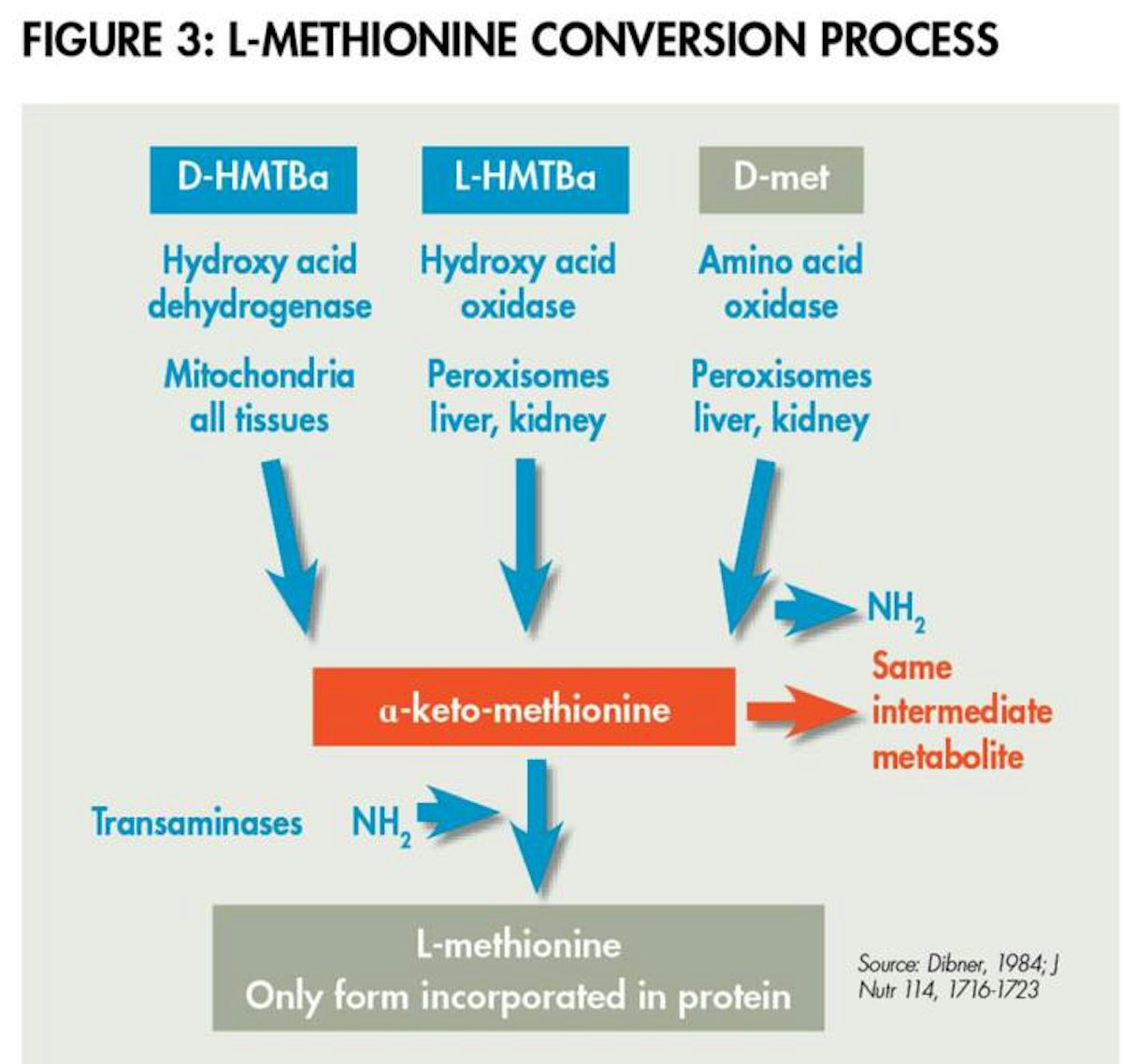 elevated methionine