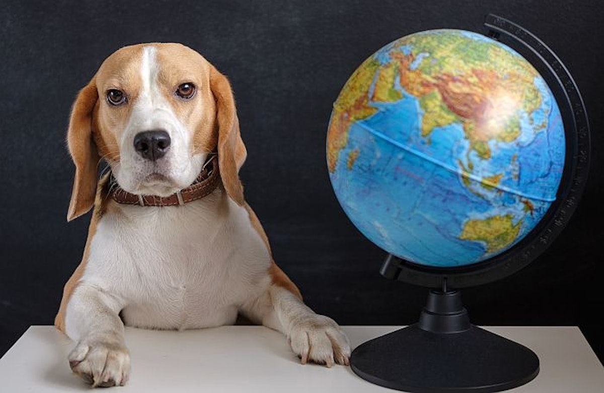 Global pet food growth expected to continue at lower rates ...