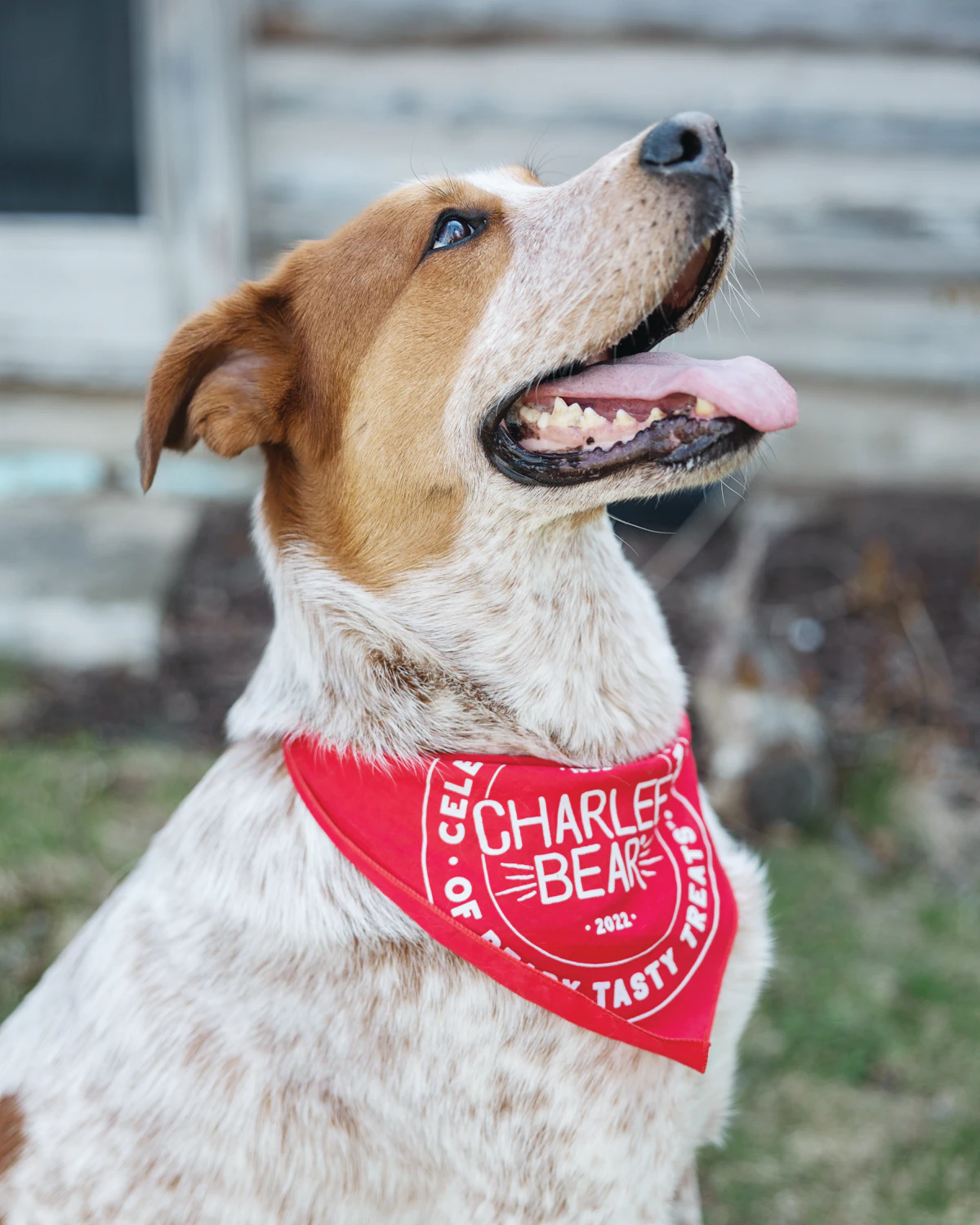 Gott Pet Products: Building on family | PetfoodIndustry