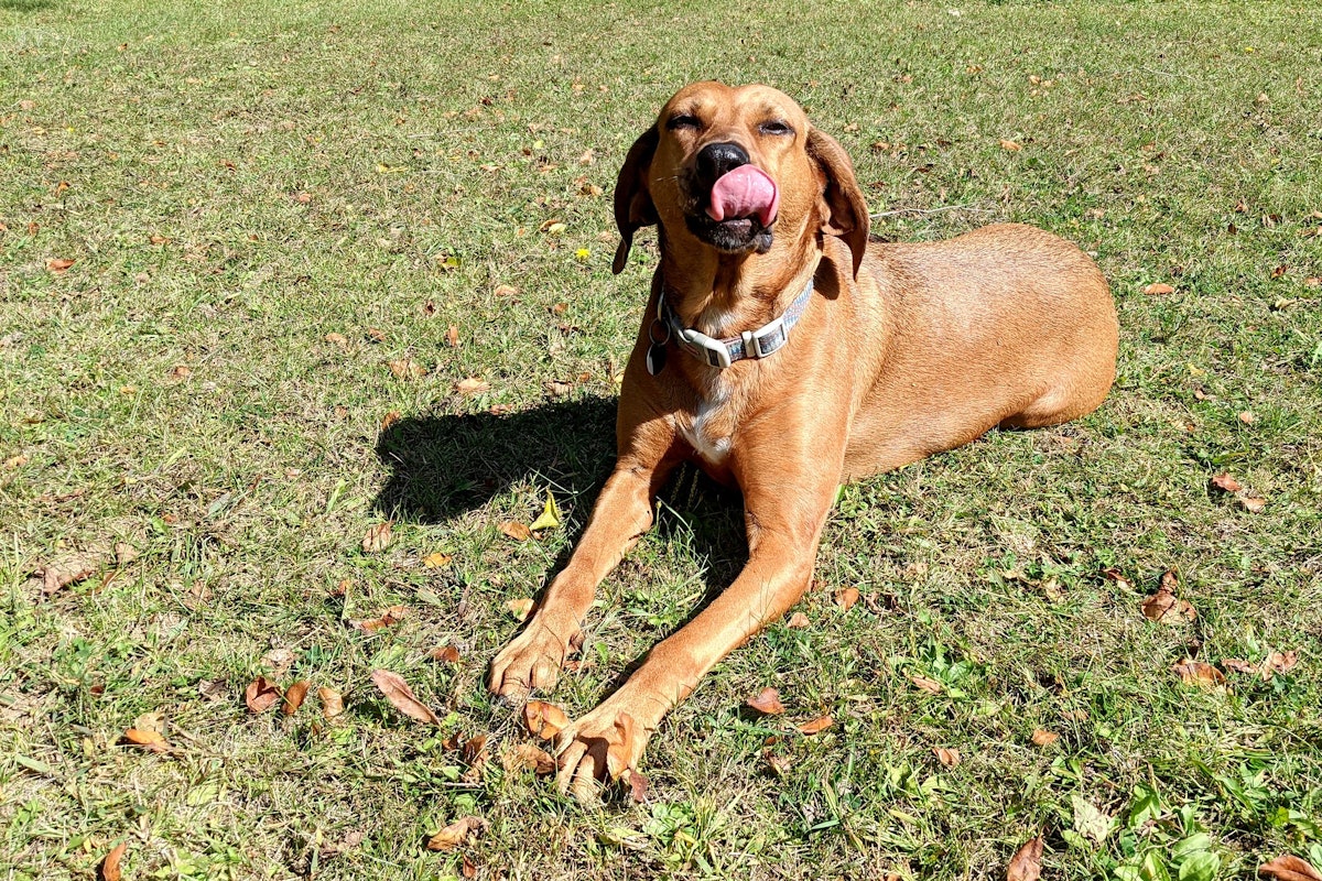 C&D Foods invests €48 million in facility expansion | PetfoodIndustry