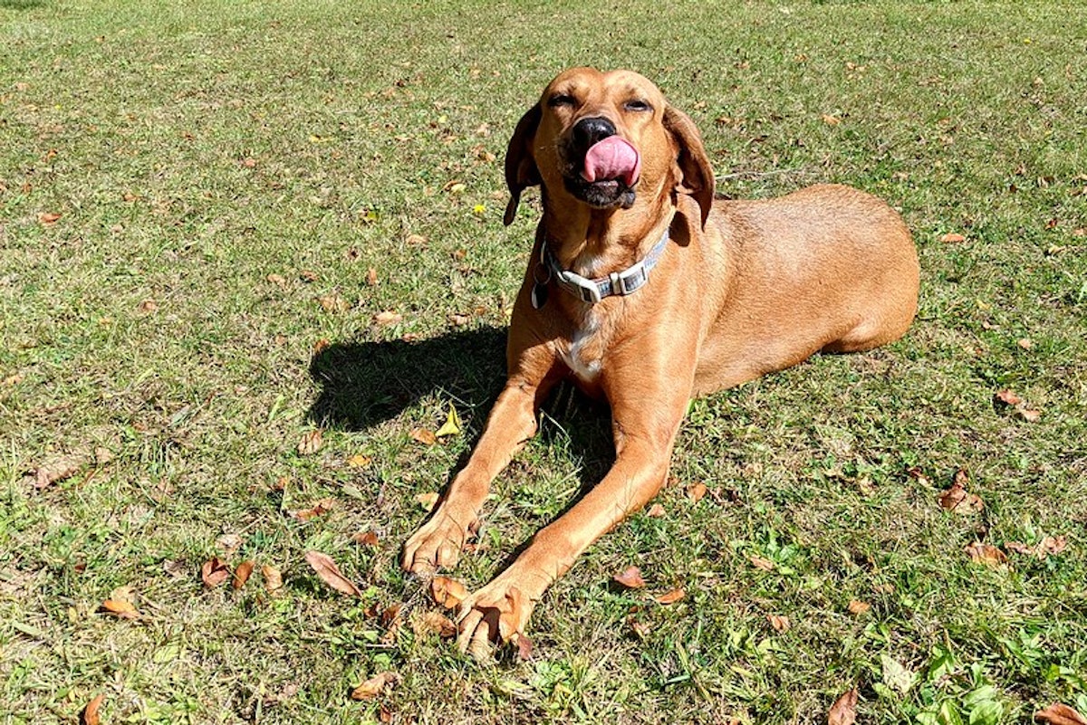 Are raw and BARF the new wave in Mexican pet food? | PetfoodIndustry