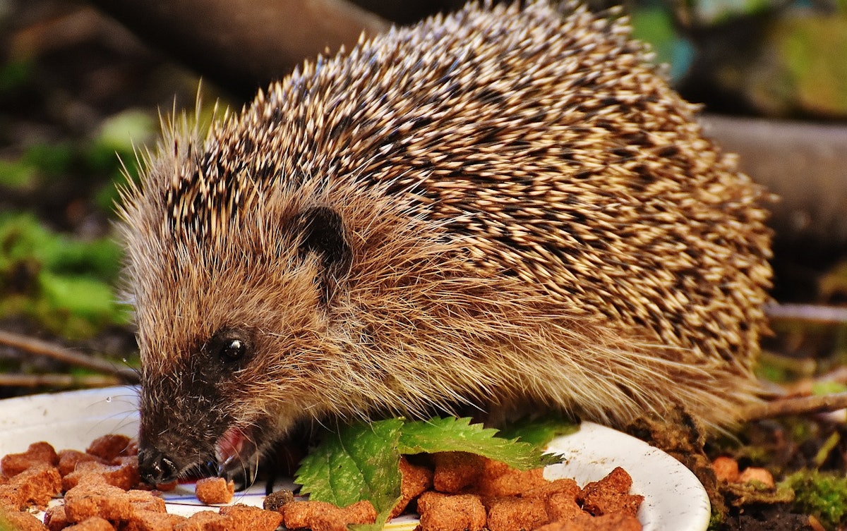 Hedgehog food recalled after testing finds Salmonella | PetfoodIndustry