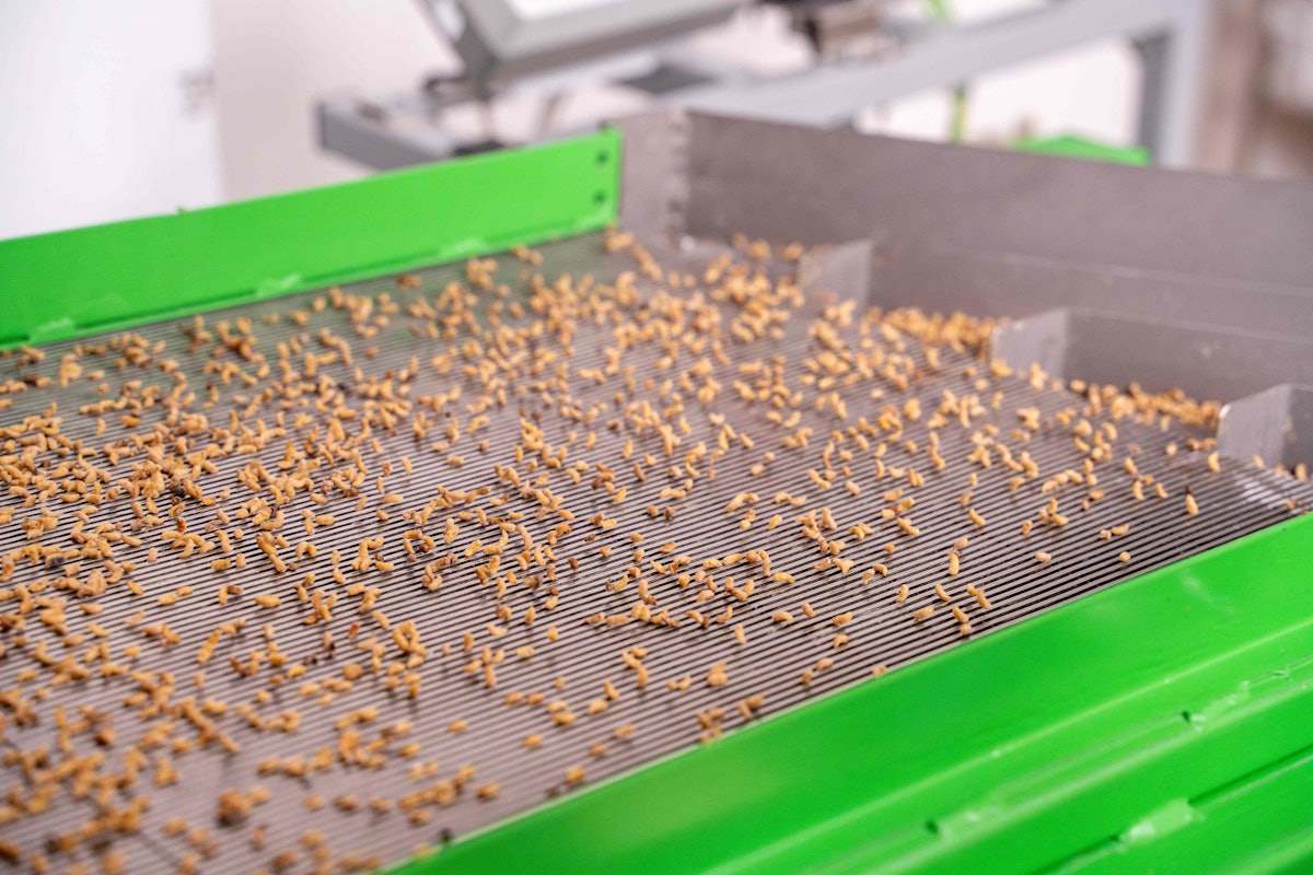 Polish biotech agency unveils scalable beef analog from bugs - PetsBlogLive