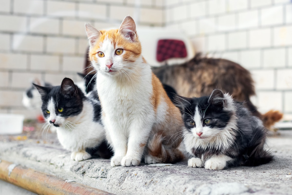 Age-specific cat food accounts for changing tastes across life stages ...