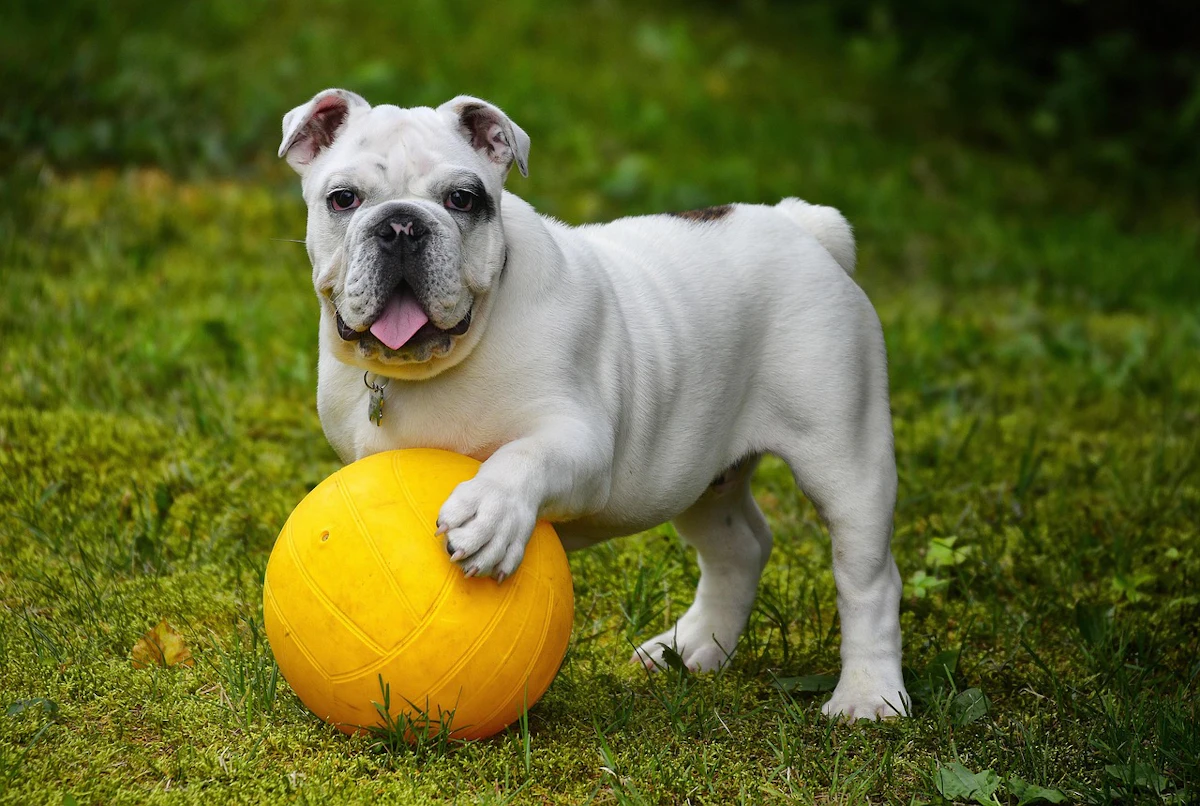 Purina partners with Men in Blazers to connect soccer fans and pet ...
