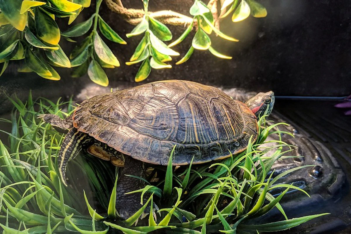 Spectrum Brands Pet recalls turtle food over Salmonella concerns ...