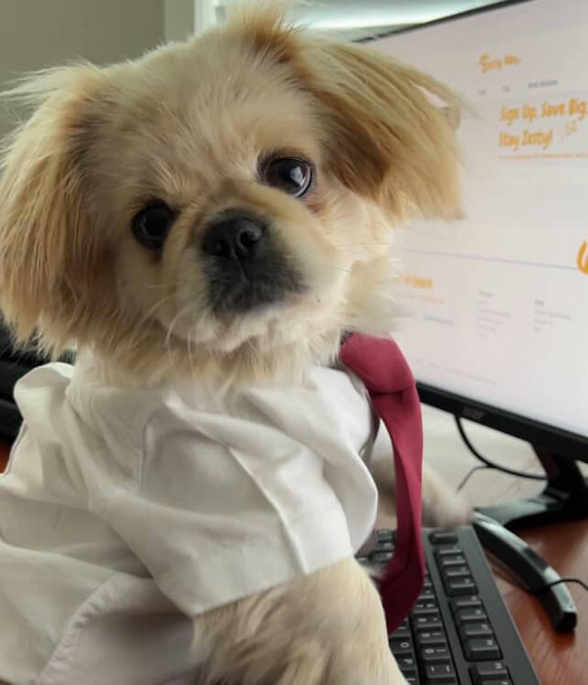 Zesty Paws selects Pekingese as first chief taste officer | PetfoodIndustry