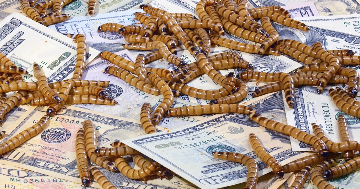 Cracking the code for insect protein to take off in pet food ...