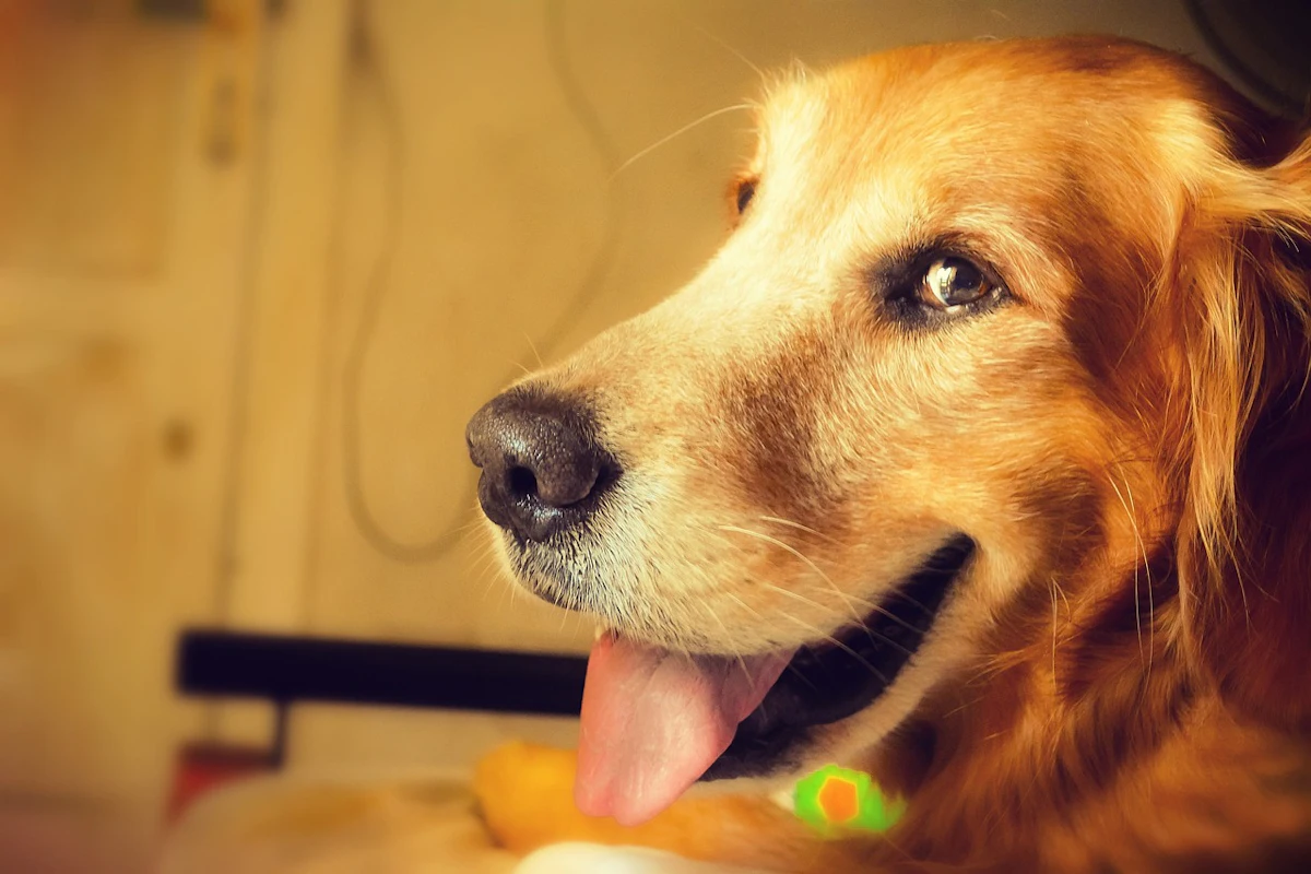 Grupo Sesajal launches NUBAC, relaunches pet food portfolio ...