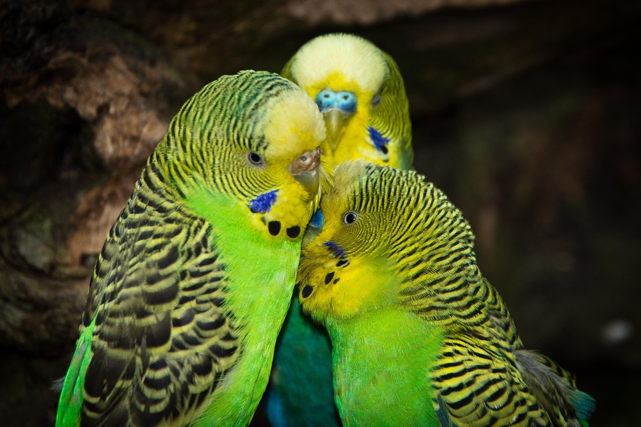 Report: Gen Z drives bird, small animal ownership growth | PetfoodIndustry
