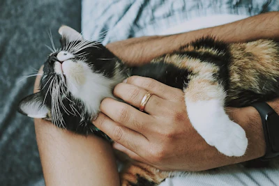 5 trends driving pet food innovation in 2026 | PetfoodIndustry